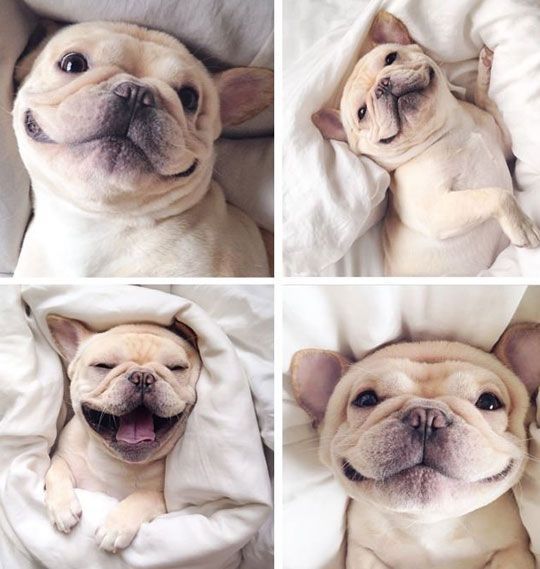 Happy Frenchie Pictures, Photos, and Images for Facebook, Tumblr ...