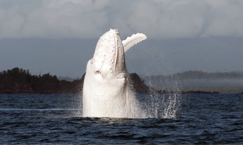 Albino Whale Pictures, Photos, and Images for Facebook, Tumblr ...