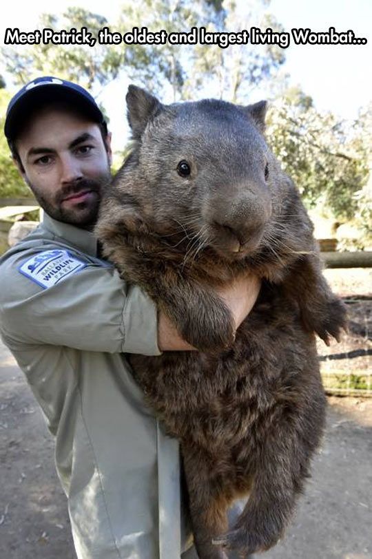 Patrick Is The Oldest And Largest Living Wombat Pictures, Photos, and Images for Facebook ...