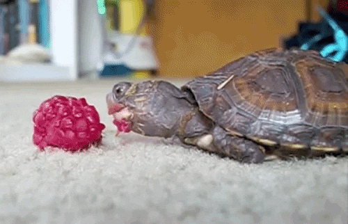 Turtle Enjoying A Rasberry Pictures, Photos, and Images for Facebook ...