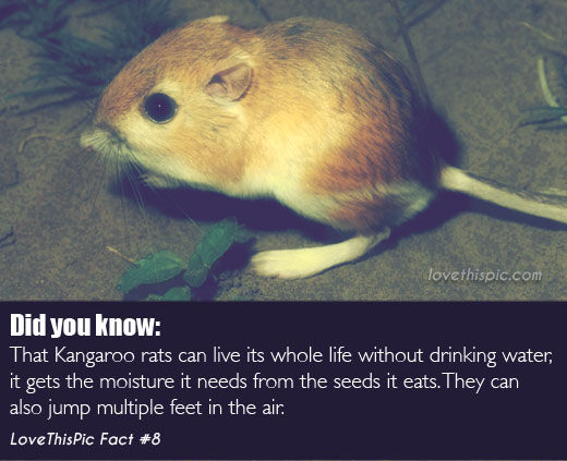 Kangaroo Rats Pictures, Photos, and Images for Facebook, Tumblr ...