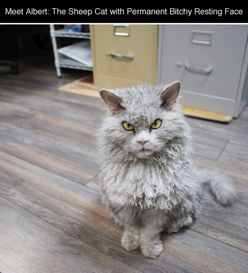 Meet Albert The Sheep Cat With Permanent Bitchy Resting Face Pictures ...