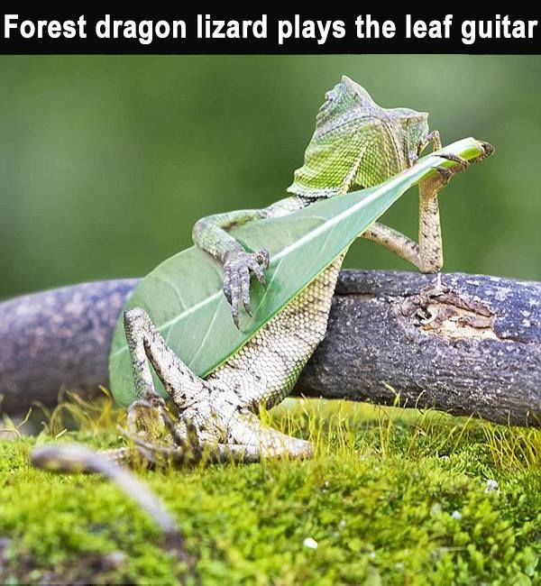 Forest Dragon Lizard Plays The Leaf Guitar Pictures, Photos, and Images ...