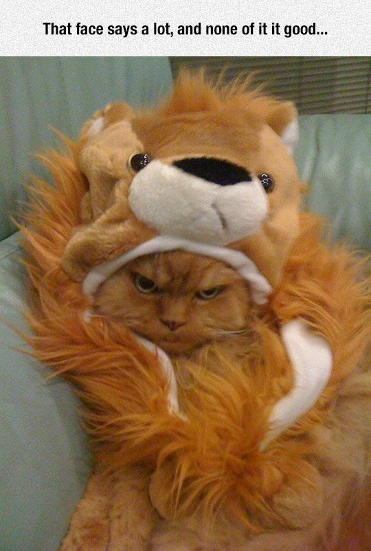 This Face Says A Lot And None Of It Is Good Pictures, Photos, and ...