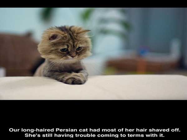 Sad Cat Pictures, Photos, and Images for Facebook, Tumblr, Pinterest ...