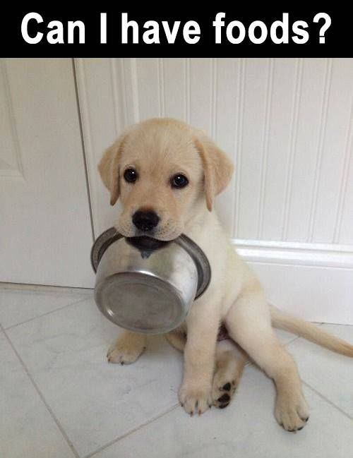 Can I Have Foods Pictures, Photos, and Images for Facebook, Tumblr ...