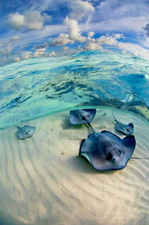 Happy Stingray Tumblr