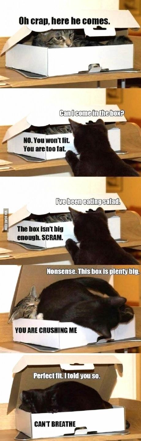 Cats In A Box Pictures, Photos, and Images for Facebook, Tumblr ...