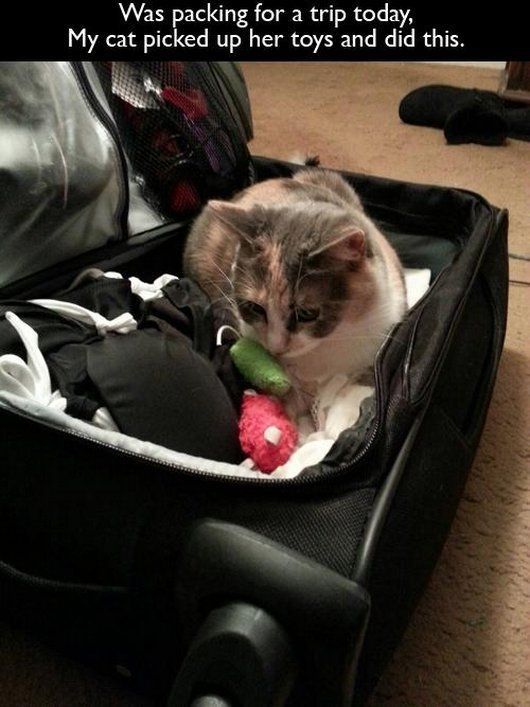 Was Packing For My Trip And My Cat Did This Pictures, Photos, and ...
