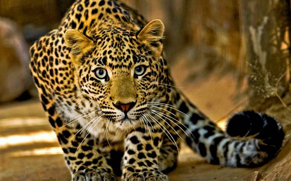 Leopard Pictures, Photos, and Images for Facebook, Tumblr, Pinterest ...