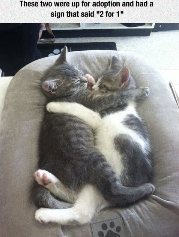 2 For 1 Pictures, Photos, and Images for Facebook, Tumblr, Pinterest ...