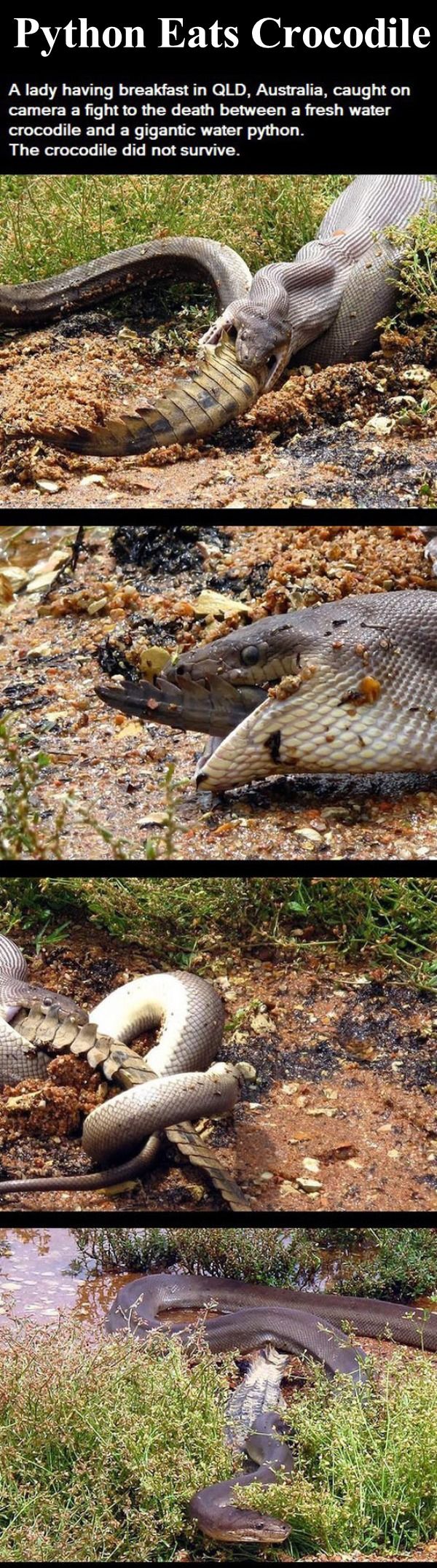 Python Eats Crocodile Pictures, Photos, and Images for Facebook, Tumblr ...