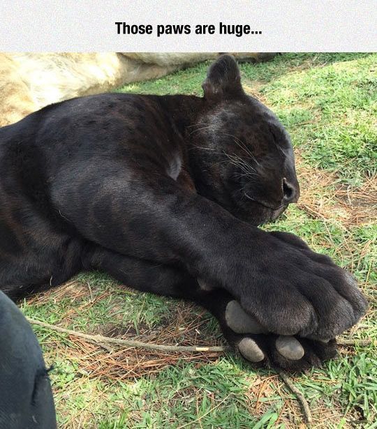 Those Paws Are Huge Pictures, Photos, and Images for Facebook, Tumblr ...