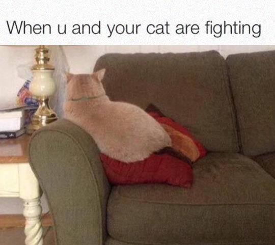 When You And Your Cat Are Fighting Pictures, Photos, and Images for ...