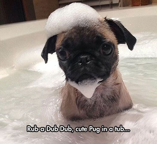 Rub A Dub Dub Cute Pug In A Tub Pictures, Photos, and Images for ...