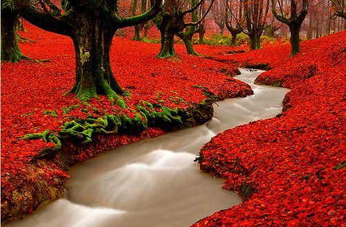 Red Autumn Woods, Portugal Pictures, Photos, and Images for Facebook ...