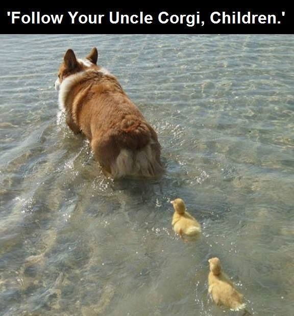 Follow Your Uncle Corgi Pictures, Photos, and Images for Facebook ...