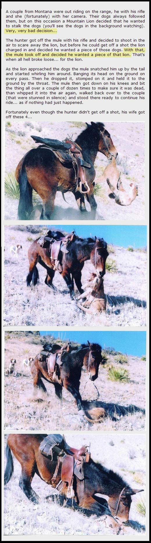 Story Of A Badass Mule Pictures, Photos, and Images for Facebook ...