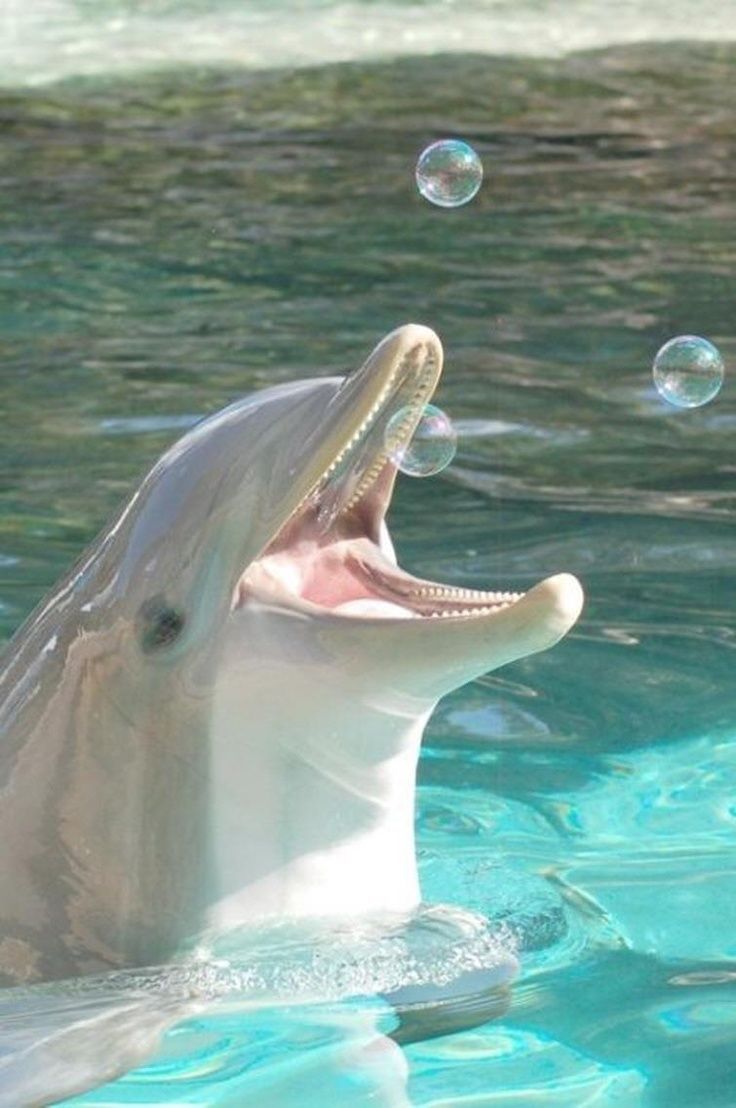 Smart Dolphin Trying To Catch Bubbles Pictures, Photos, and Images for ...
