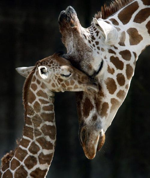 Affectionate Giraffes Pictures, Photos, and Images for Facebook, Tumblr ...