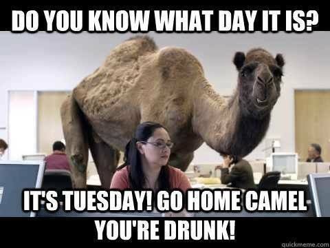 Its Tuesday! Go Home Camel You're Drunk! Pictures, Photos, and Images ...