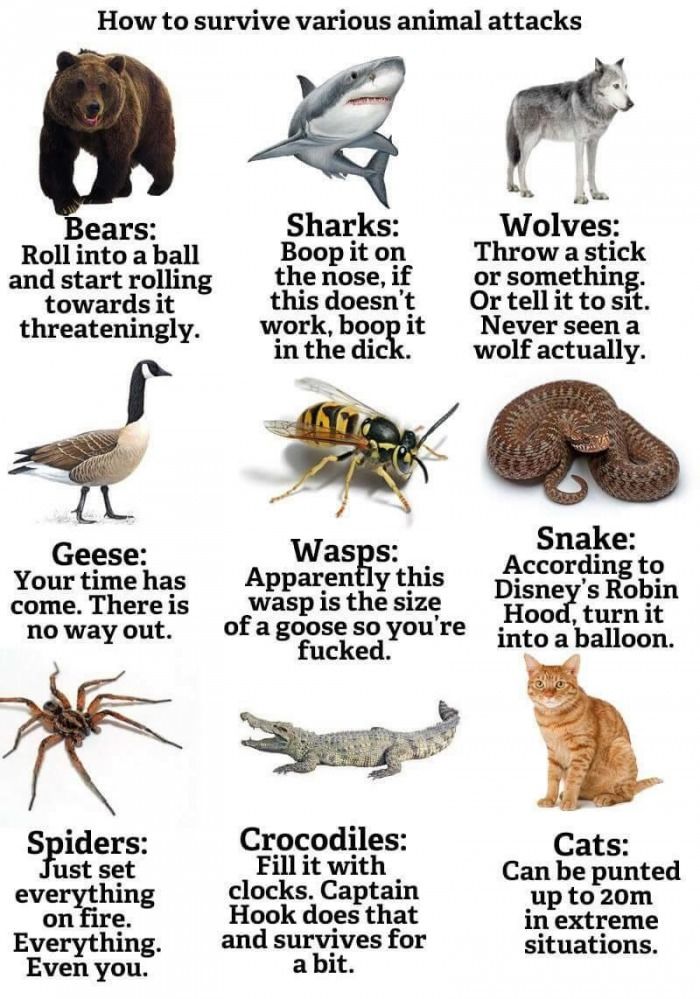 How To Survive Various Animal Attacks Pictures, Photos, and Images for ...