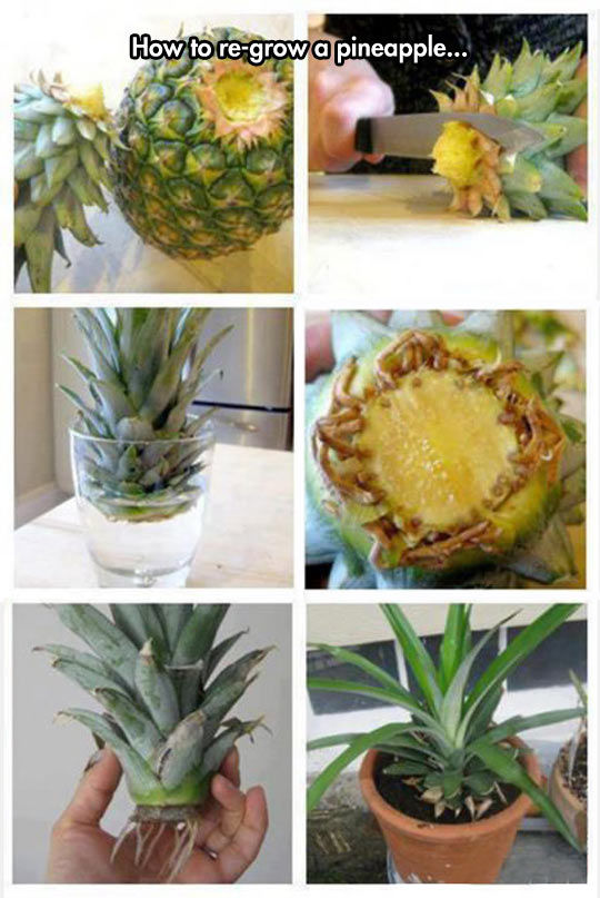 How To Regrow A Pineapple Pictures, Photos, and Images for Facebook ...