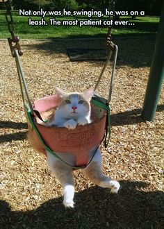 Not Only Was He Swinging He Was On A Leach, The Most Patient Cat Ever ...