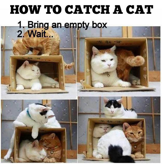 How To Catch A Cat Pictures, Photos, and Images for Facebook, Tumblr ...