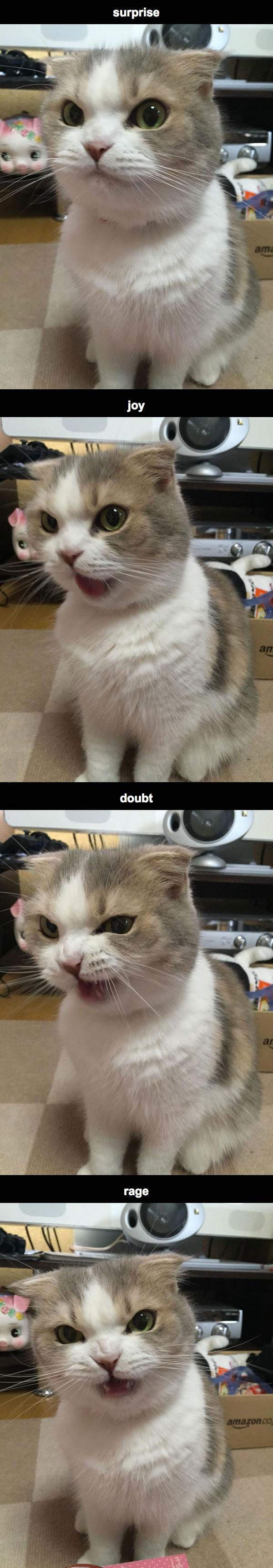 Very Expressive Cat Pictures, Photos, and Images for Facebook, Tumblr ...