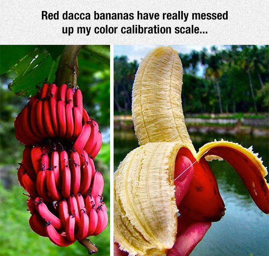 Red Dacca Bananas Pictures, Photos, and Images for Facebook, Tumblr ...