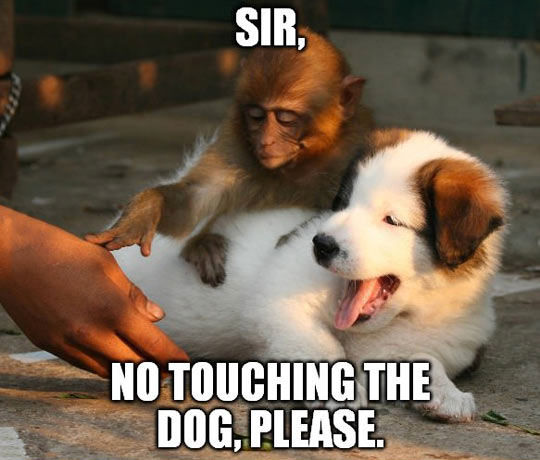 No Touching The Dog, Please Pictures, Photos, and Images for Facebook ...