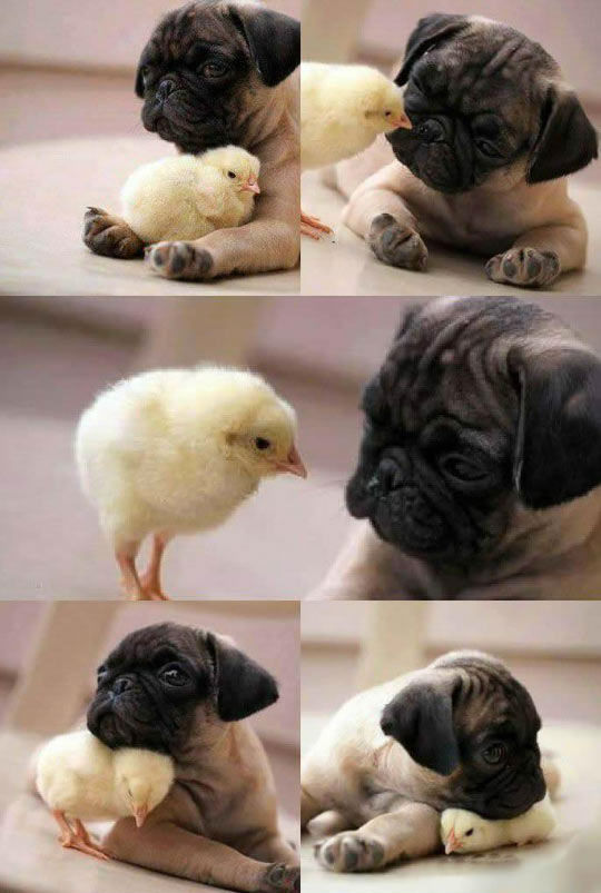 Cute Pug And Chick Love Pictures, Photos, and Images for Facebook ...