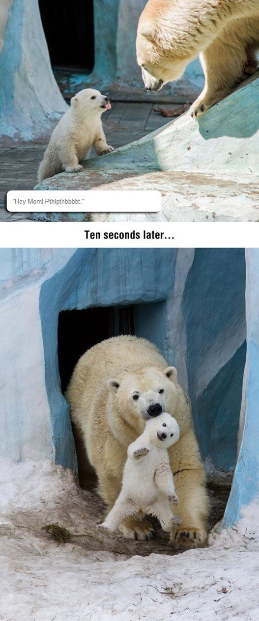 Polar Bear Disciplining Baby Pictures, Photos, and Images for Facebook ...