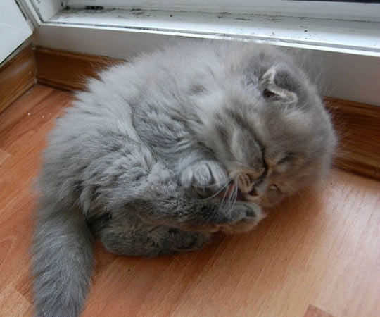 Cute Tiny Ball Of Fluff Pictures, Photos, and Images for Facebook ...