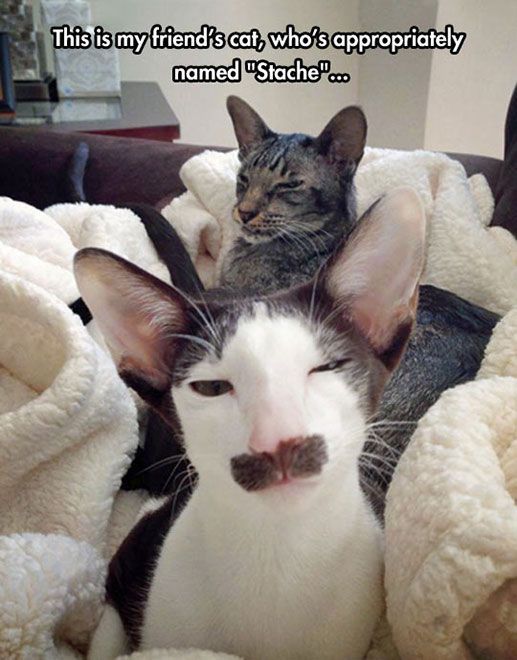 A Cat Named Stache Pictures, Photos, and Images for Facebook, Tumblr ...