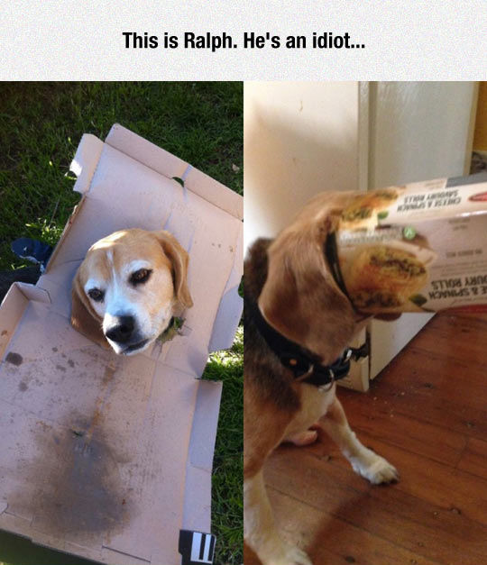 Ralph Is A Special Kind Of Dog... Pictures, Photos, and Images for ...