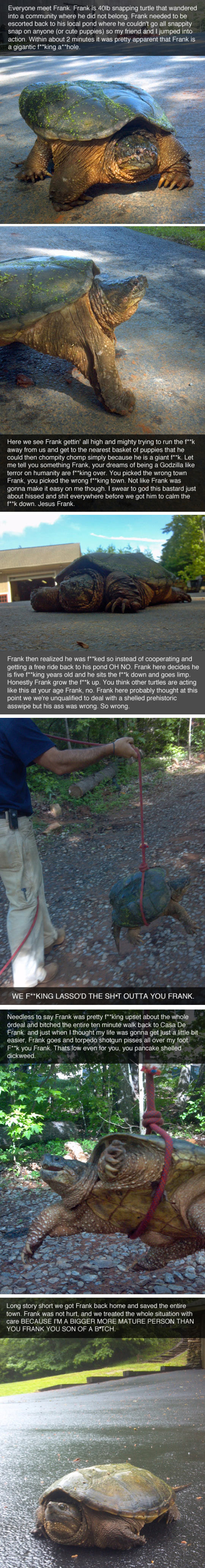 Meet Frank The Turtle... Pictures, Photos, and Images for Facebook ...