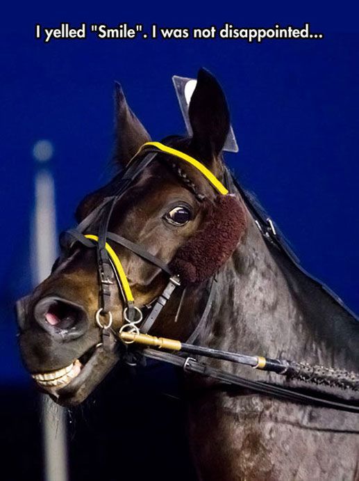 The Smiling Horse Pictures, Photos, and Images for Facebook, Tumblr ...