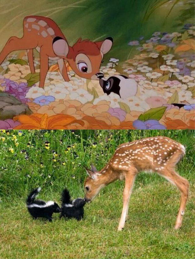 The Real Bambi Pictures, Photos, and Images for Facebook, Tumblr ...