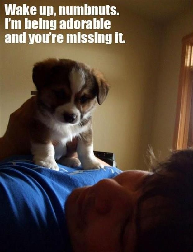 Wake Up Numbnuts Pictures, Photos, and Images for Facebook, Tumblr ...