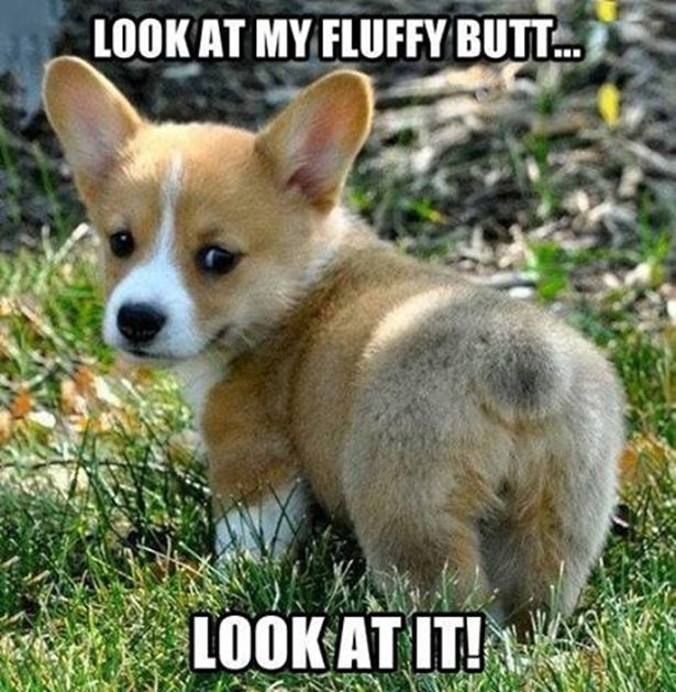 Look At My Fluffy Butt! Pictures, Photos, and Images for Facebook, Tumblr, Pinterest, and Twitter