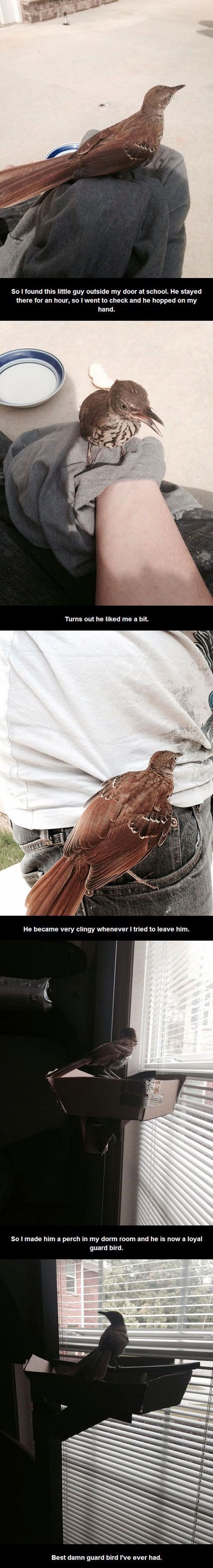 Best Guard Bird Pictures, Photos, and Images for Facebook, Tumblr ...