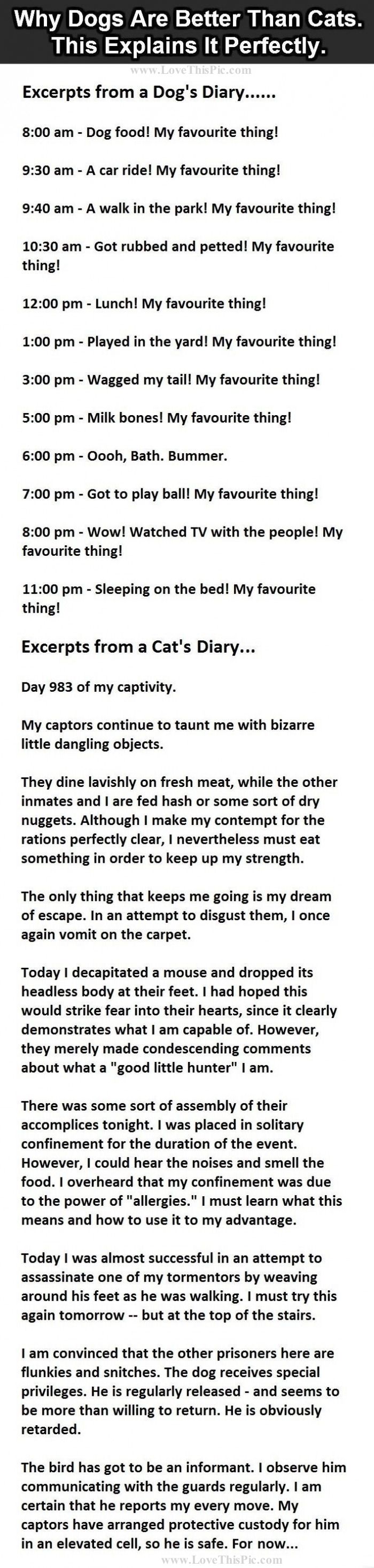 Why Are Dogs Better Than Cats Essay