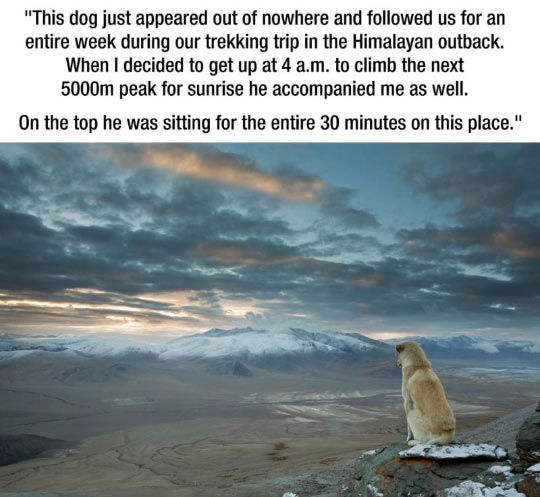 Mystical Dog Pictures, Photos, and Images for Facebook, Tumblr ...