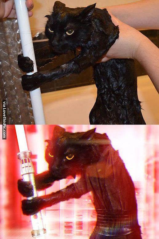 The Force Is Strong In This Cat Pictures, Photos, and Images for ...