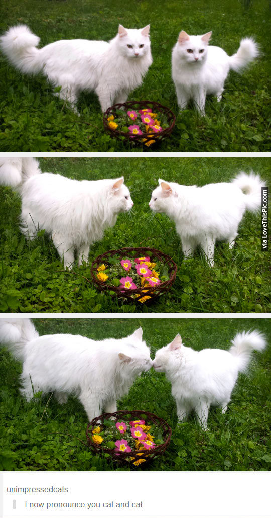 When Cats Are Getting Married Pictures, Photos, and Images for Facebook ...