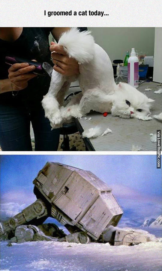 This Groomed Cat Has A Look Of Defeat Pictures, Photos, and Images for ...