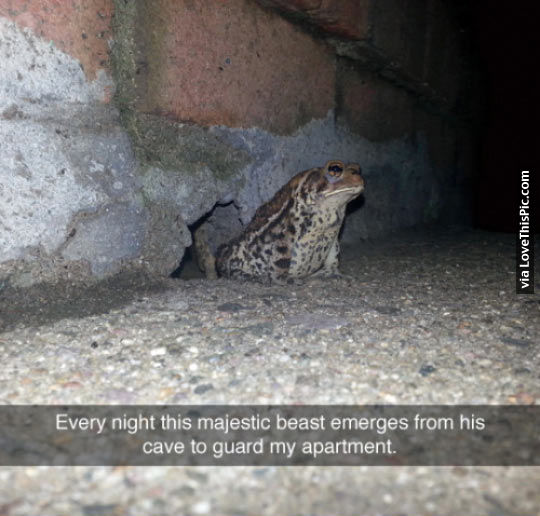 Guard Frog On Duty Pictures, Photos, and Images for Facebook, Tumblr ...