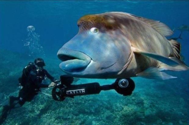 The Most Unique Sea Creature Pictures, Photos, and Images for Facebook ...